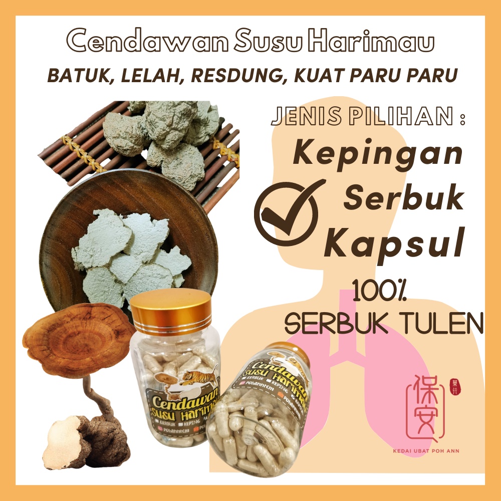 Cendawan Susu Harimau / Tiger Milk Mushroom Sclerotia / 虎乳芝 | Shopee ...