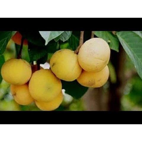 [Ready Stock] Anak Pokok Buah Sentul / STOL BANGKOK, Tanaman Hiasan ...