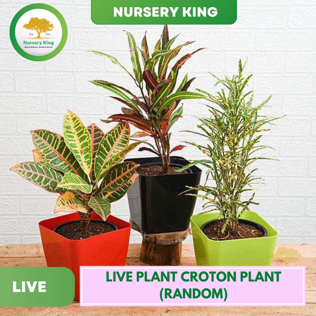 Pokok Bunga Puding Live Plant [Maximum 4 Trees Each Parcel] Variegated ...