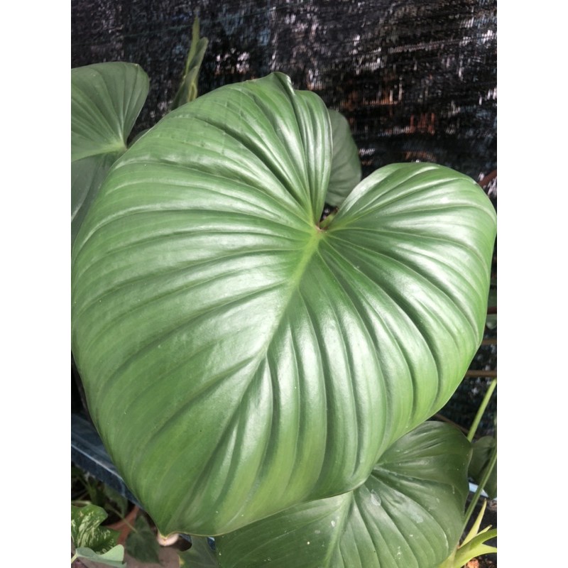 homalomena/keladi kemoyang/batang merah | Shopee Malaysia