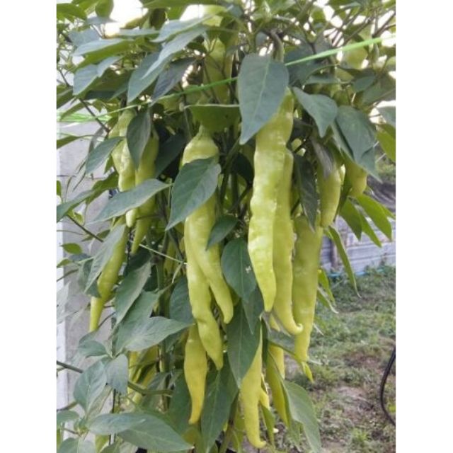 [REPACKING] Murah! Benih cili solok Kelantan Lada Solok Taming sari ...