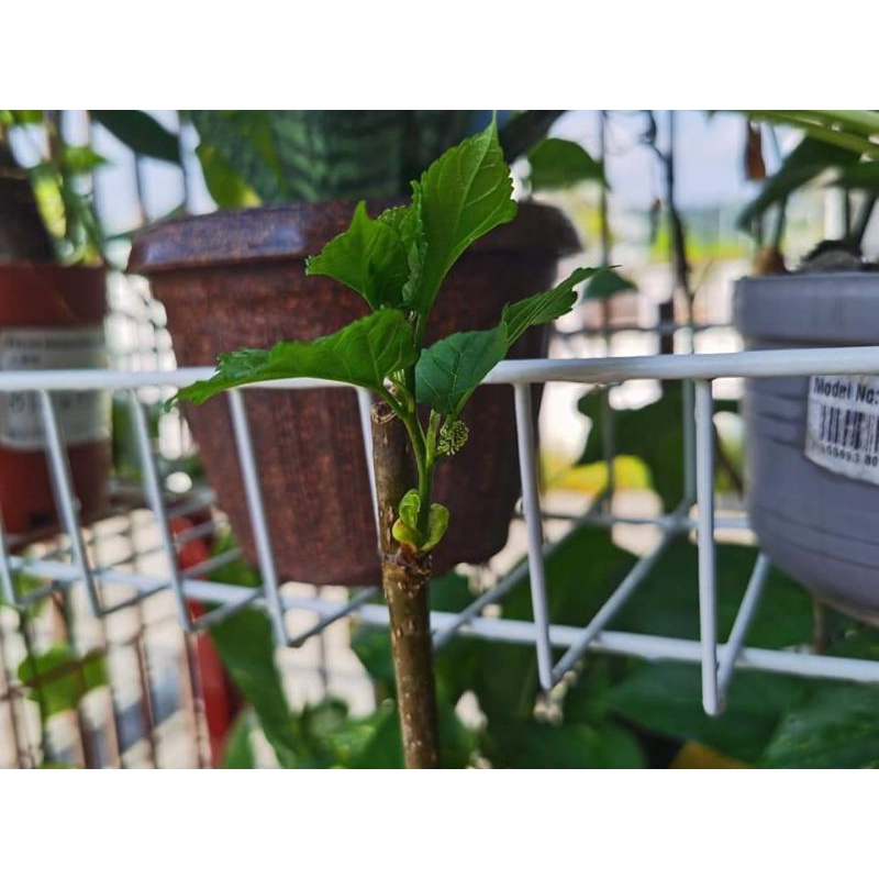 Pokok/batang mulberry | Shopee Malaysia