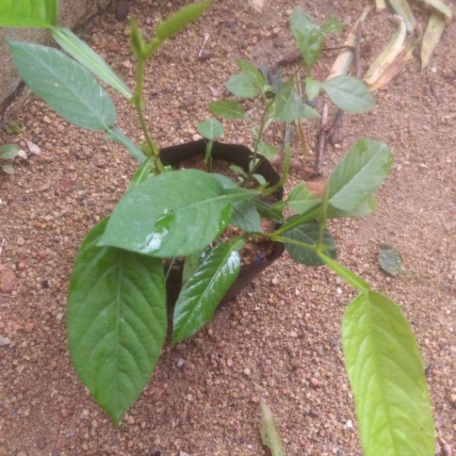 Pokok Puting Beliung @Daun Duduk,Desmodium triquetrum, dan dalam bahasa ...