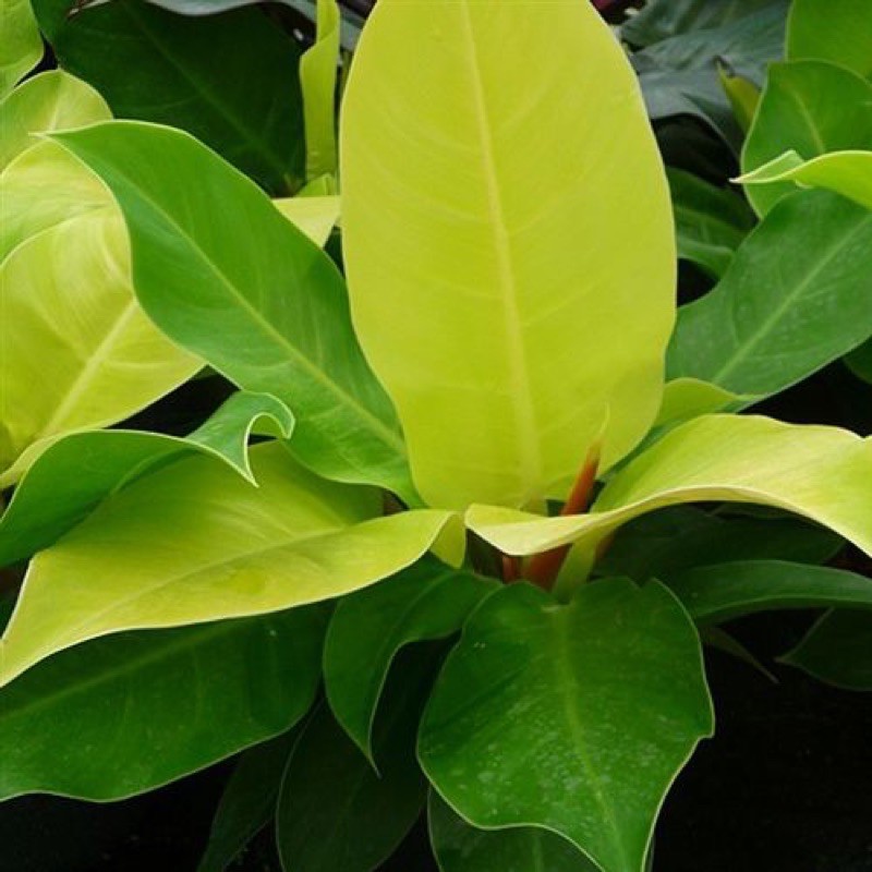 Real life plant Philodendron Moonlight | Shopee Malaysia