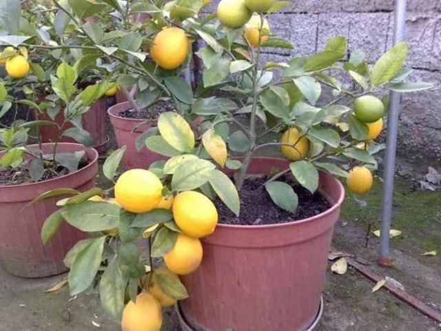 Pokok Lemon kuning/Cepat Berbuah 2kaki+ | Shopee Malaysia
