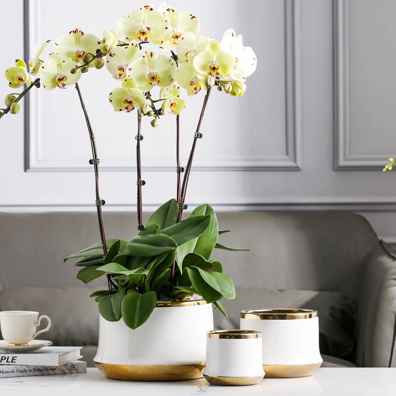 New Arrival 🇲🇾 Pasu Seramik / Premium Flower Vase / Pasu Putih / Gold ...