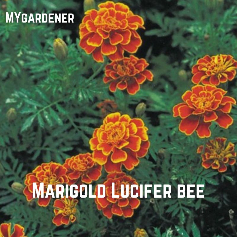 10 benih F1 bunga marigold lucifer bee | Shopee Malaysia