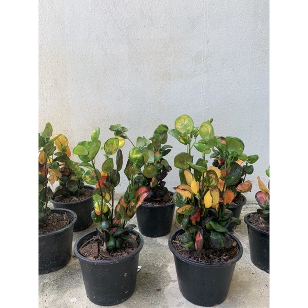 Pokok bunga puding (duit syiling) / thai | Shopee Malaysia