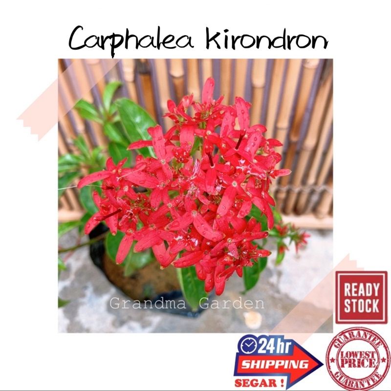 (GG real plant) carphalea kirondron ^ pokok hidup hiasan rumah live ...