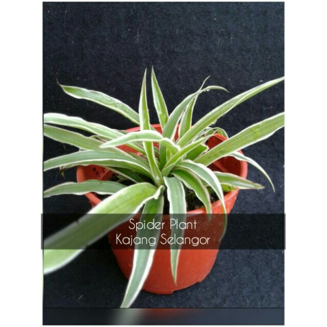 Spider Plant Indoor Plant Real Plant Pokok Labah-Labah | Shopee Malaysia