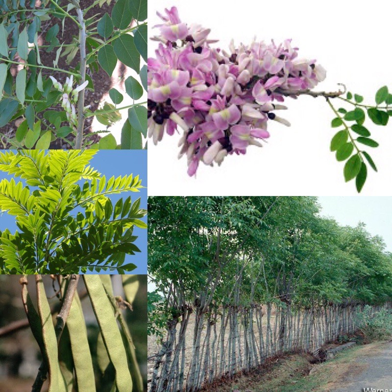 2 Keratan Pokok Gliricidia / Pokok Gamal / Pokok Turus Pagar / Pagar ...