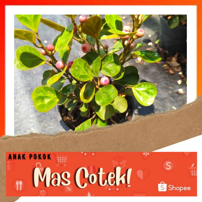 🌱 Anak Pokok Mas Cotek | Ficus Deltoidea 🌱 | Shopee Malaysia