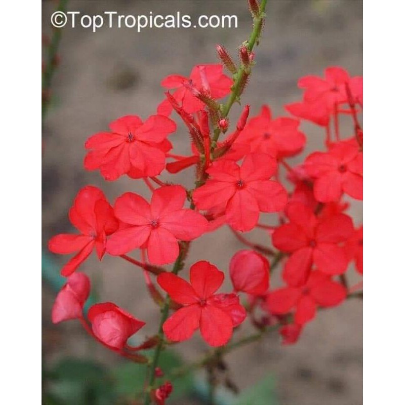 Readystock Pokok Bunga Plumbago merah baby blue imperial blue putih ...