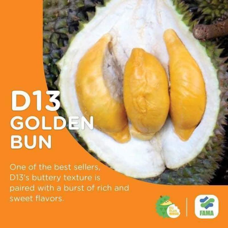 ANAK DURIAN GOLDEN BUN /D13 | Shopee Malaysia