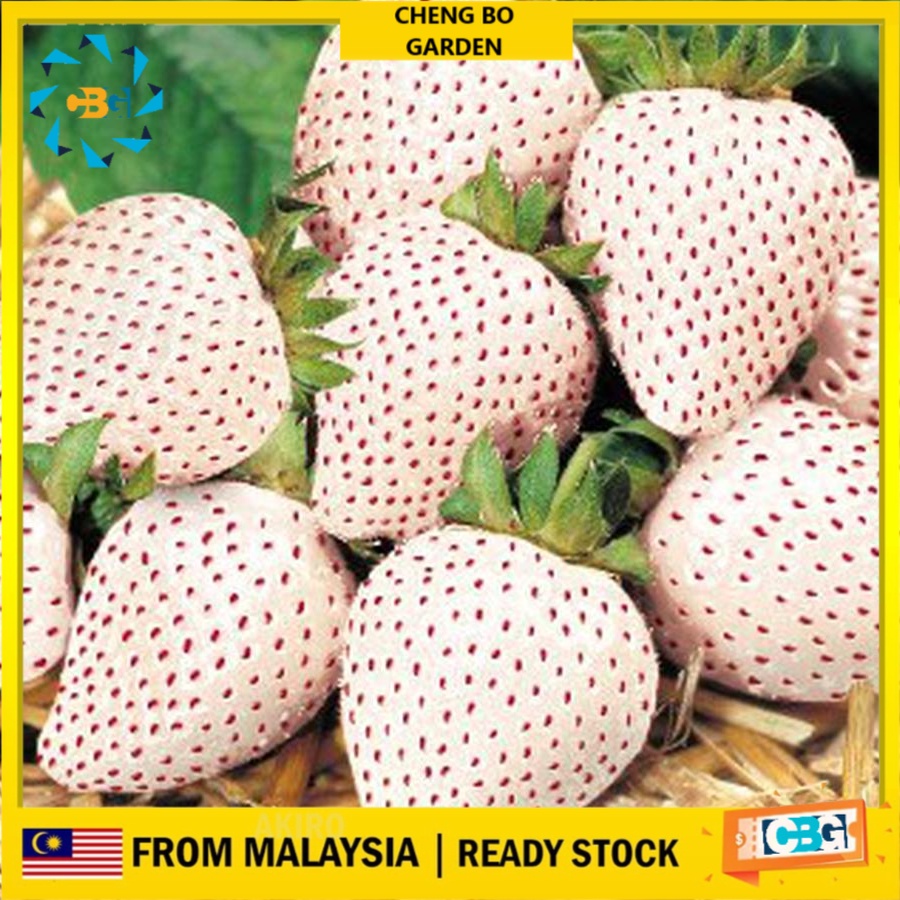 Anak Pokok Strawberry Putih Queen White Strawberry Boleh Ditanam Dalam ...