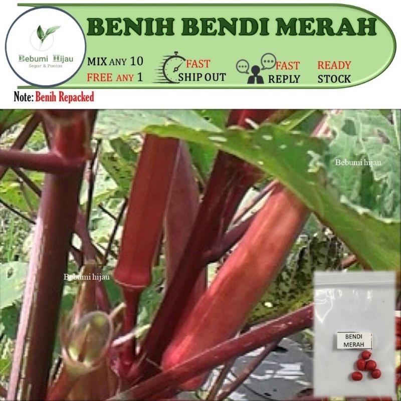 5 biji benih BENDI MERAH seeds | Shopee Malaysia