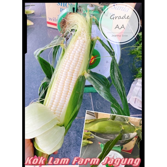 Jagung susu Cameron Highlands金马伦奶油玉米 | Shopee Malaysia