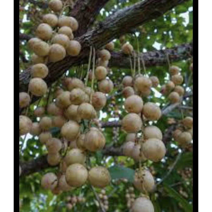 Anak pokok rambai thai hybrid | Shopee Malaysia