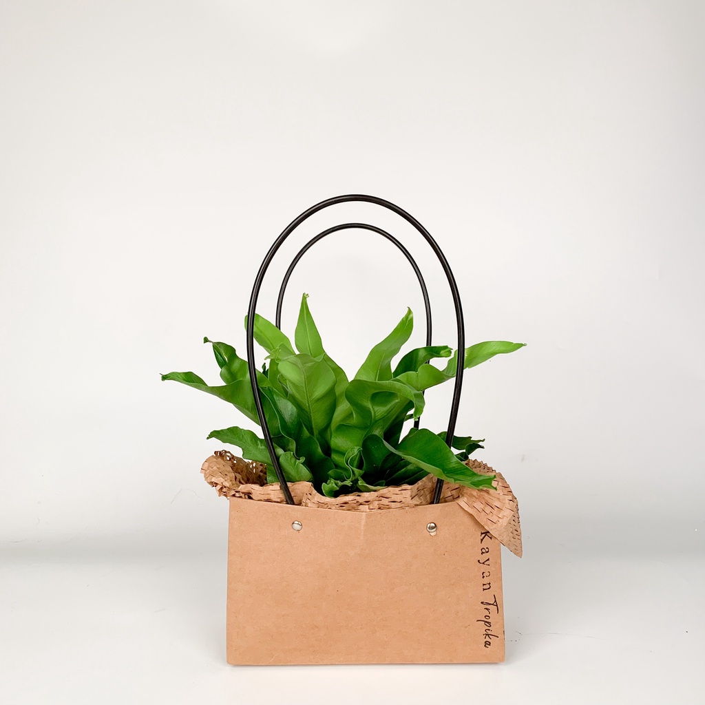 Kayan Tropika Bird's Nest Fern Asplenium nidus Indoor plant Pokok ...