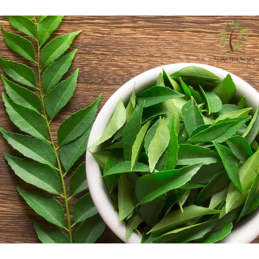Berjaya Plant Nursery - Pokok Daun Kari Urat Merah/Curry Leaves(Pokok ...