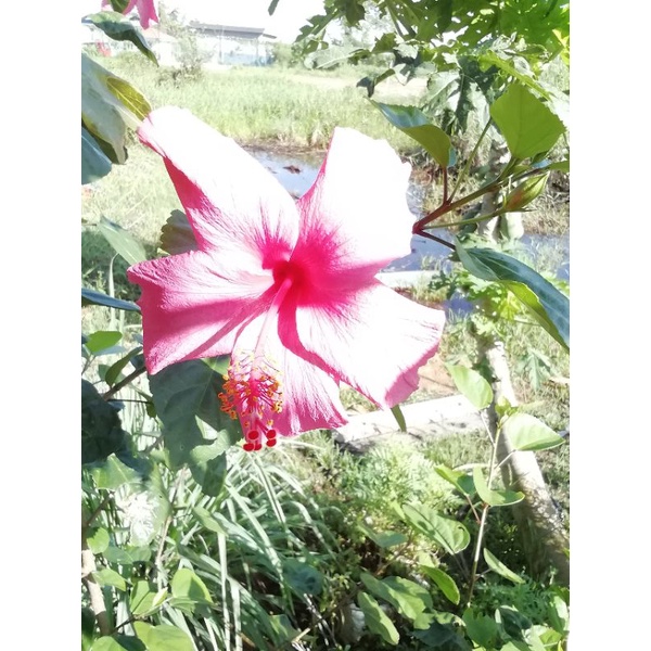 bunga raya hybrid keratan batang | Shopee Malaysia