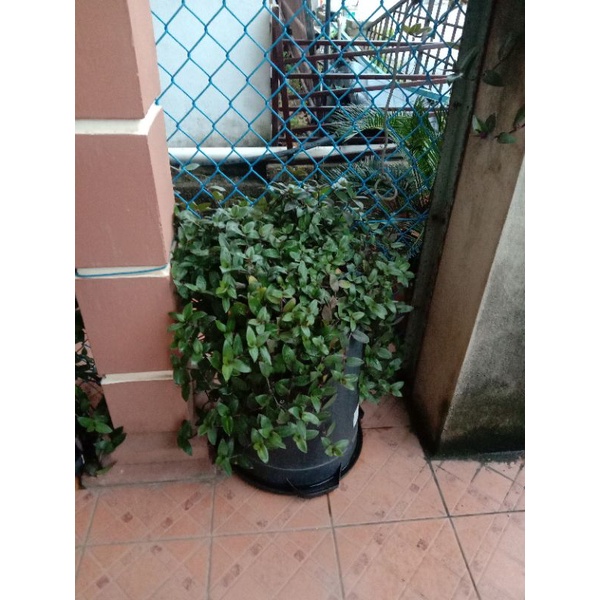 KERATAN POKOK TELINGA KERA (10 keratan) | Shopee Malaysia