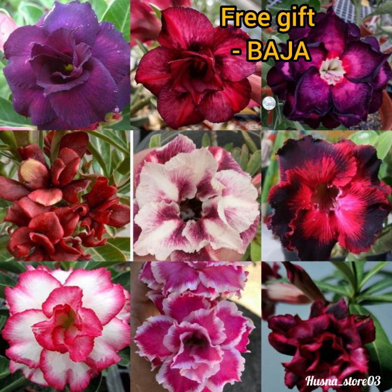 POKOK BUNGA KEMBOJA ADENIUM THAILAND MULTI LAYER MURAH!! (ADA ID ...