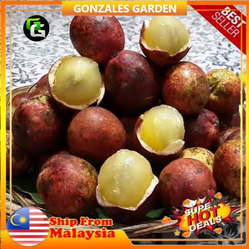 Anak Pokok Matoa Pokok Longan Brazil Pometia Pinnata Pokok Stabil ...