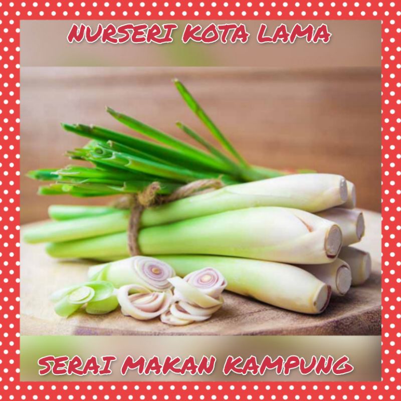 🔥HERB🔥 POKOK SERAI MAKAN KAMPUNG / Lemongrass Tree (Edible ...