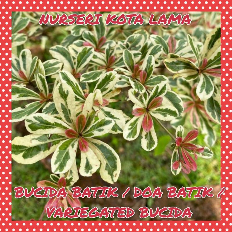 🔥OUTDOOR🔥 BUCIDA BATIK / Pokok Doa Batik / Variegated Bucida Tree ...