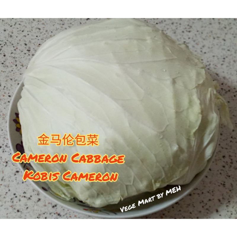 Cameron Cabbage 金马伦包菜 Kobis Cameron - 1 pc of min 750g | Shopee Malaysia