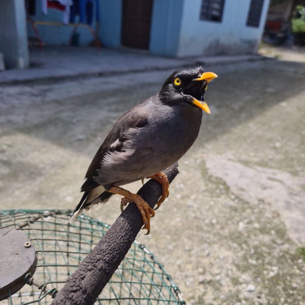 DPB Dedak Penggalak Burung MYNA/MYNAH, TIONG, AJI, SANWU (MALA KERBAU ...
