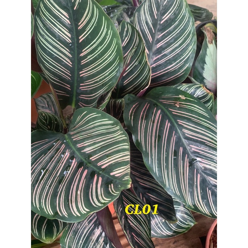 Pokok Calathea (Real plant) | Shopee Malaysia