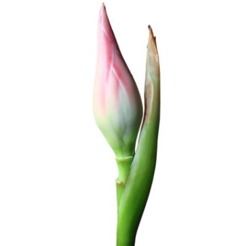 🔥HOT ITEMS🔥BUNGA KANTAN/HARGA UNTUK 5 BATANG | Shopee Malaysia