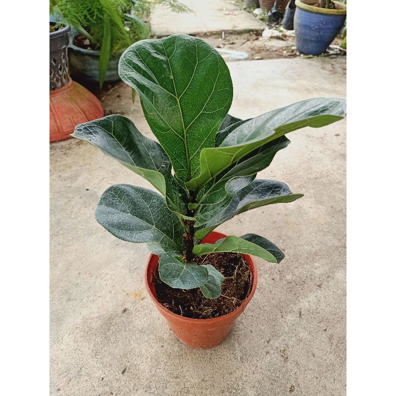 ficus nirata(ketapan) | Shopee Malaysia