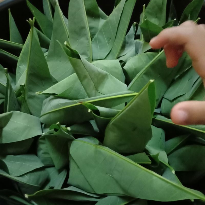 Tapai Pulut Daun Getah Manis Leting Menggunakan Ragi Dari Kelantan ...