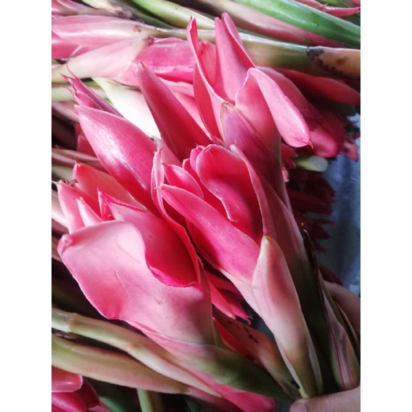 Bunga Kantan Segar dari ladang | Shopee Malaysia