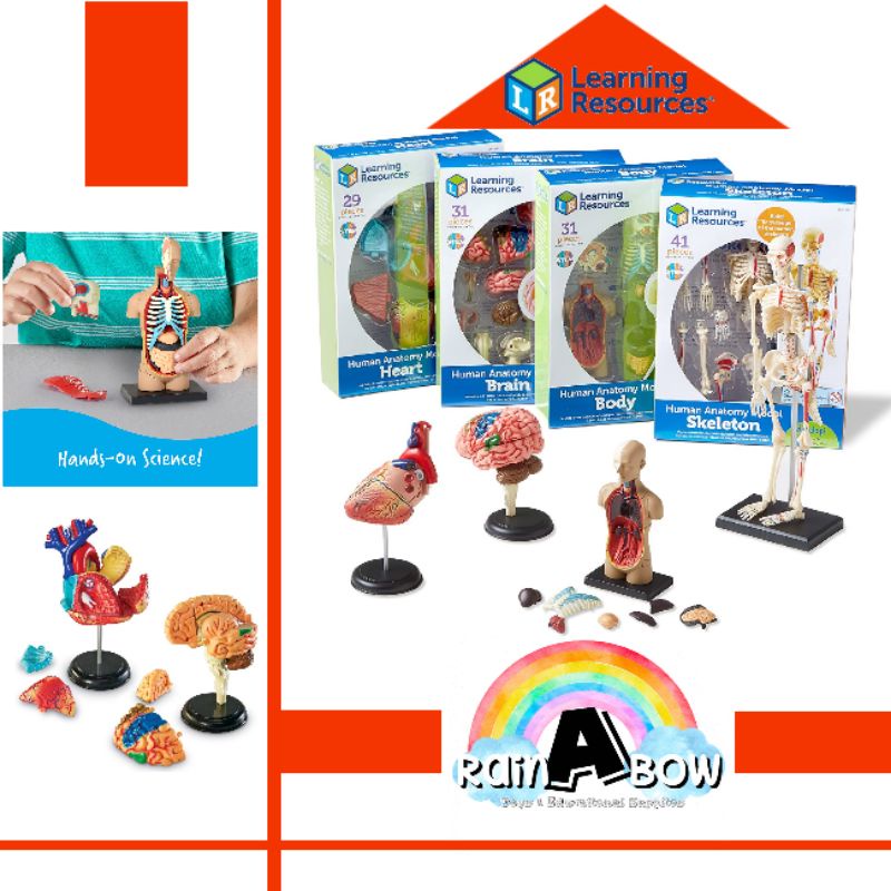🛒 Learning Resources Anatomy heart, brain, human body, and skeleton ...