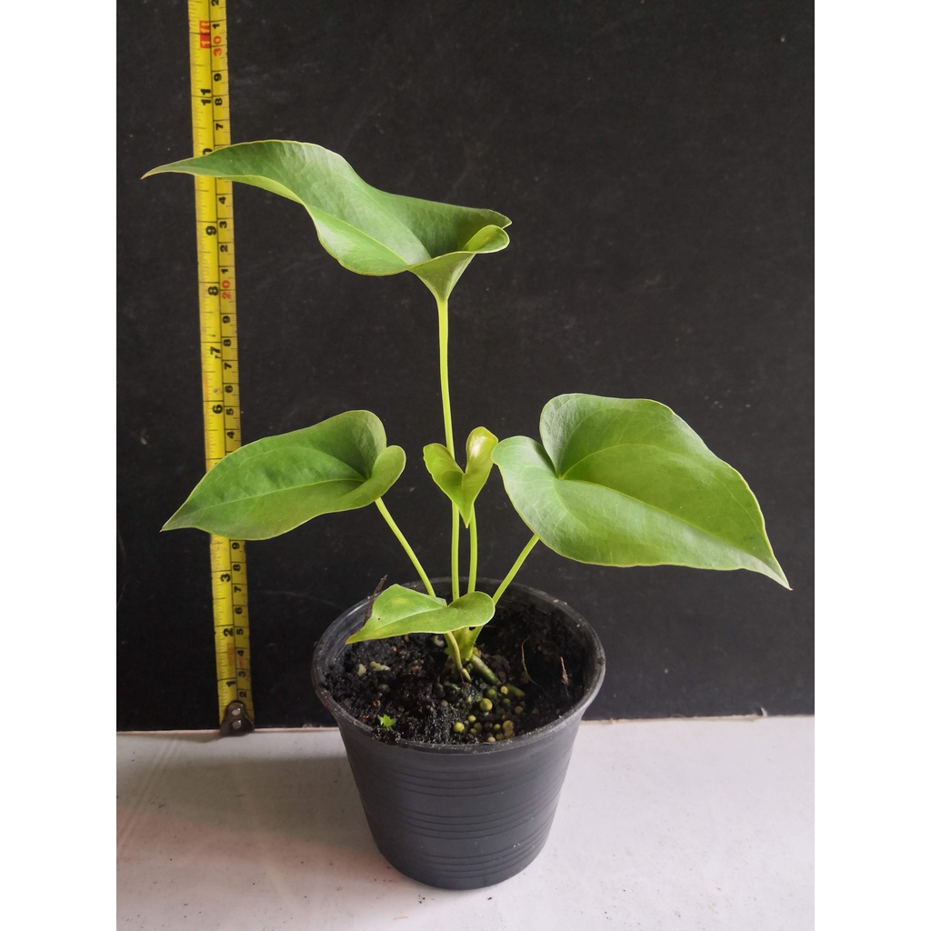 Anthurium brownii (a.k.a Anthurium 'Corong') | Shopee Malaysia