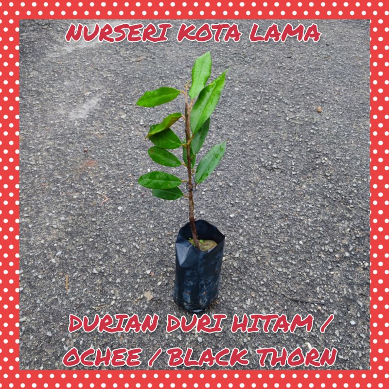 🔥HYBRID🔥 POKOK DURIAN DURI HITAM (D200) / Black Thorn / Ochee Tree ...