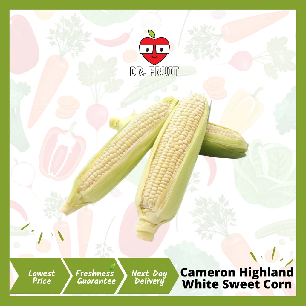 Cameron Highland White Sweet Corn (Gred A/pc) 金马伦珍珠白玉米| Dr.fruit ...
