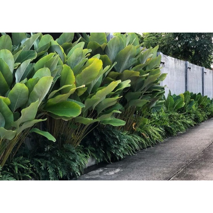 Pokok cuping gajah calathea lutea pokok besar rizom bawah | Shopee Malaysia