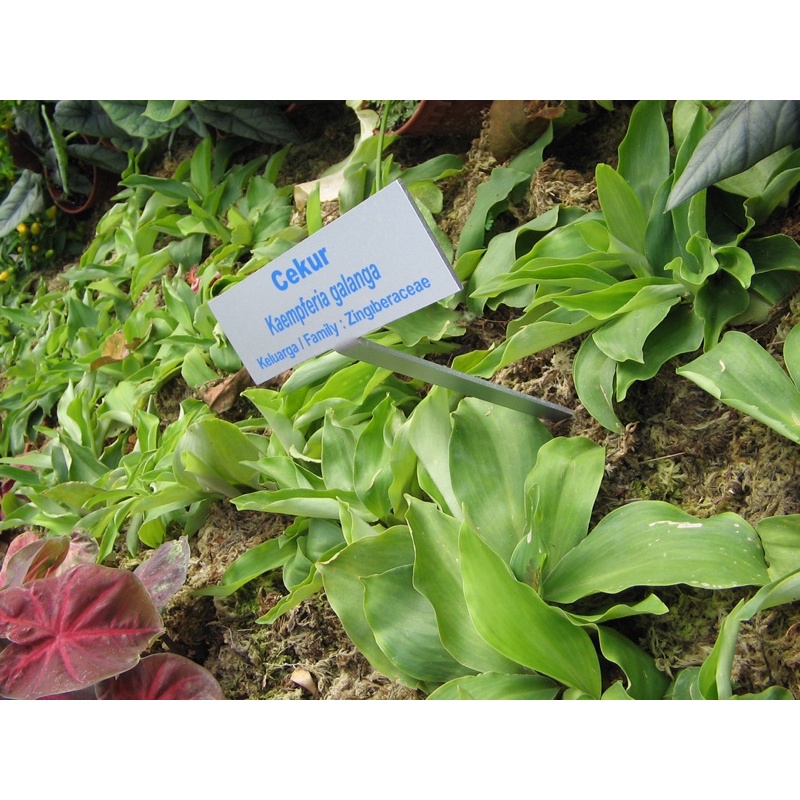 POKOK CEKUR / Kencur dalam polybag ( manfaat untuk KECANTIKAN dan ...