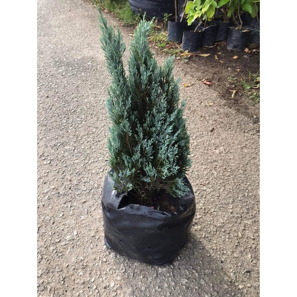 Pokok blue pine juniperus chinensis sesuai untuk landskap | Shopee Malaysia