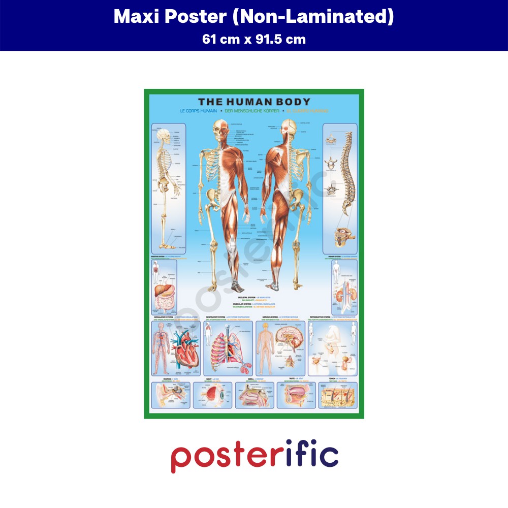 The Human Body - Poster (61 cm X 91.5 cm) | Shopee Malaysia