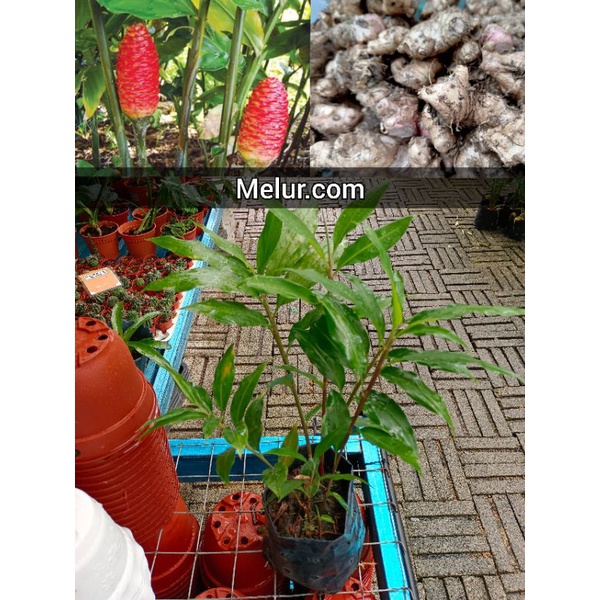MKT - Bitter ginger sapling / Anak Pokok Lempoyang Hitam / Pokok Herba ...