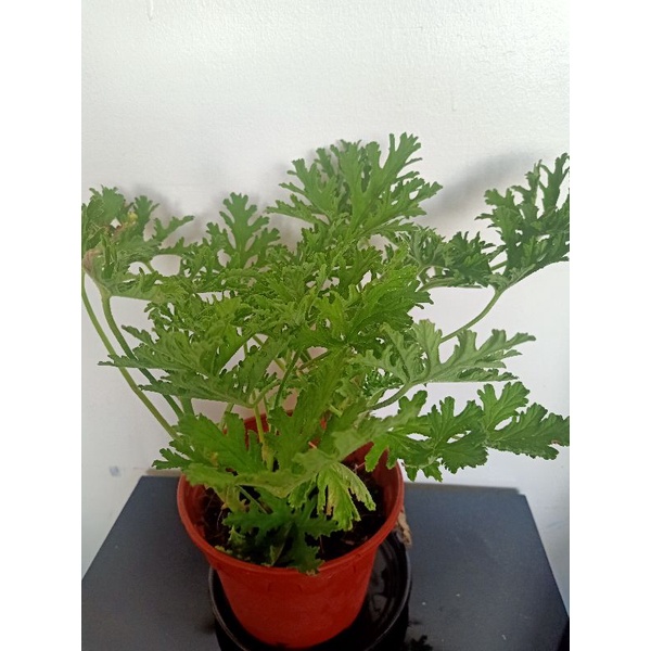 Pokok halau nyamuk pokok jeremin (Pelargonium Radula) | Shopee Malaysia