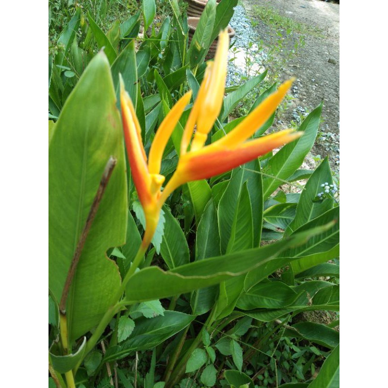 Yellow heliconia plants - pokok sepit udang | Shopee Malaysia