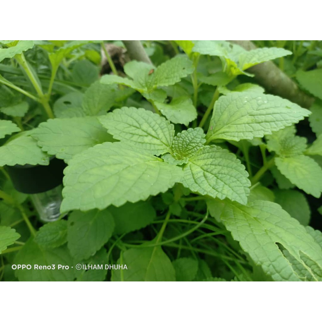 1 KERATAN / CUTTING UBI KEMILI / BENIH UBI KEMILI / KERATAN UBI KEMILI ...