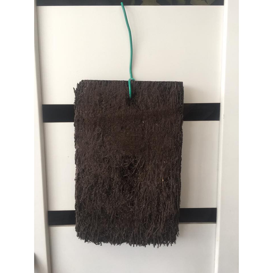 Large Fern Slab for Orchids | Shopee Malaysia